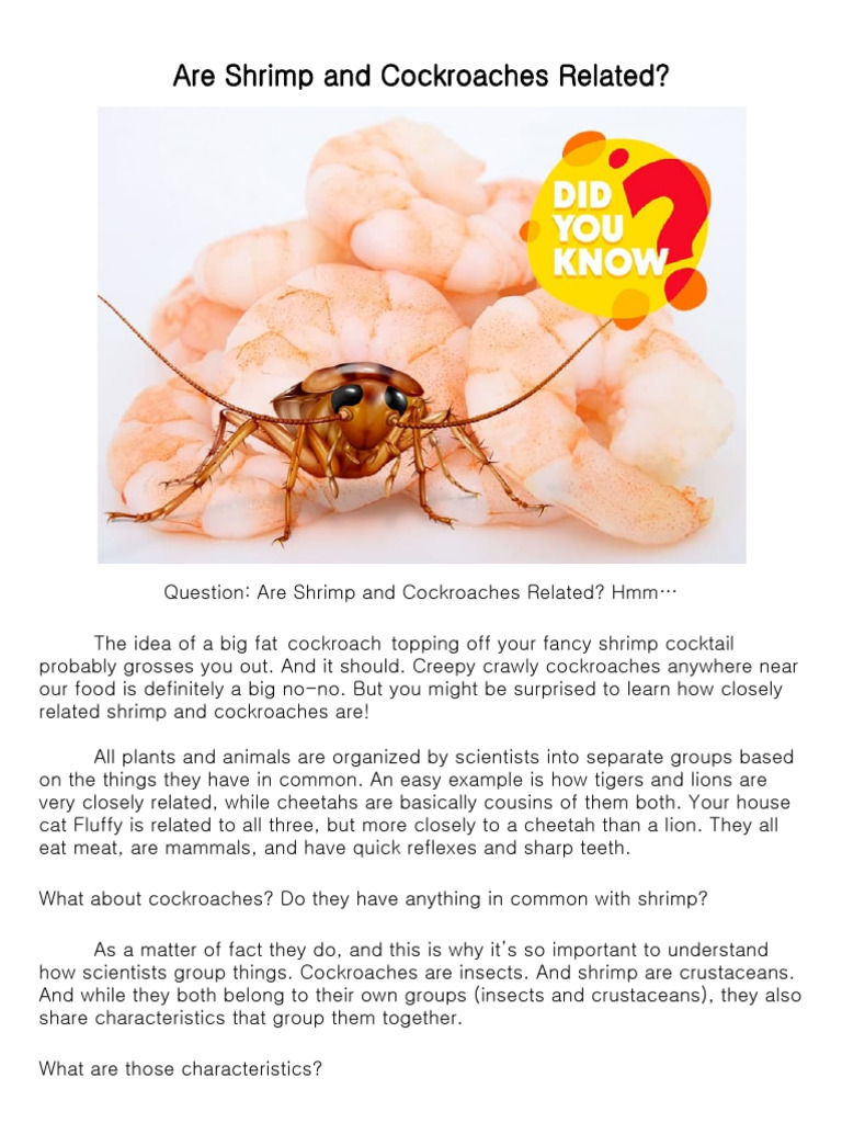 06 Are Shrimp and Cockroaches Related | PDF | Crustacean | Shrimp