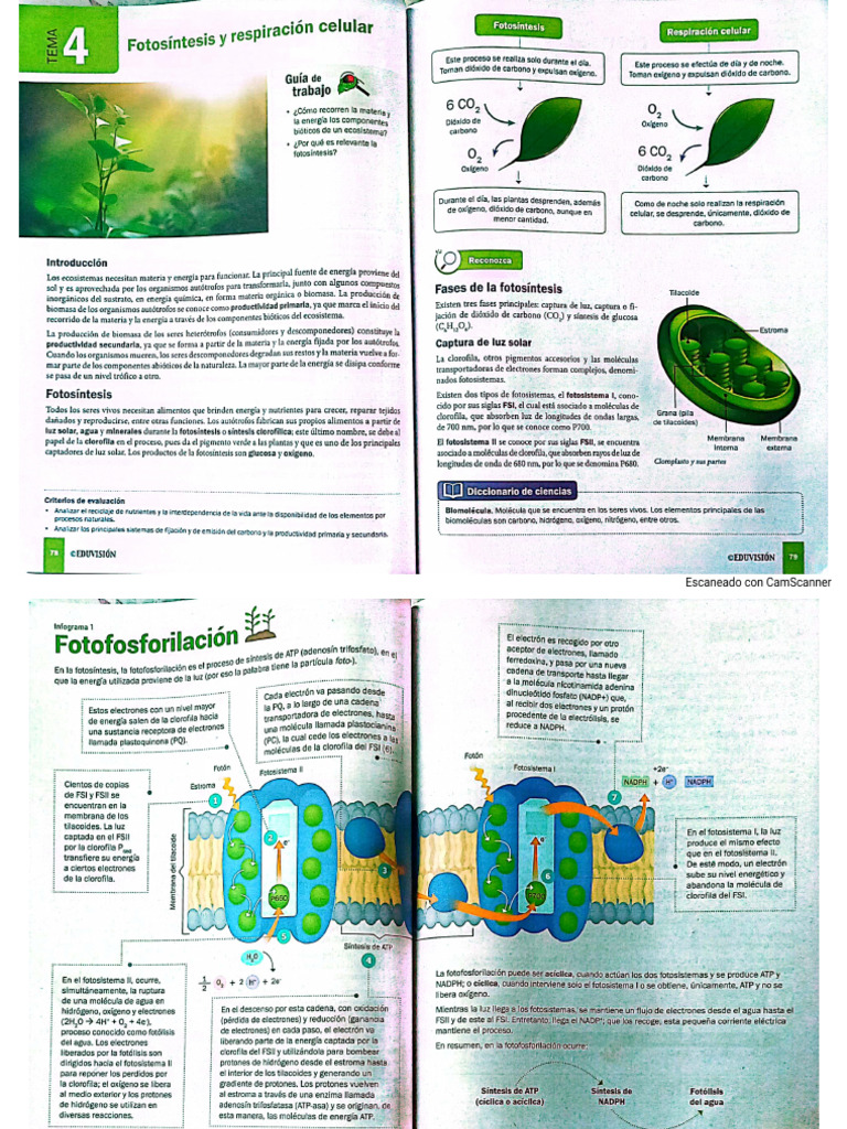 Fotosíntesis y Respiración Celular | PDF