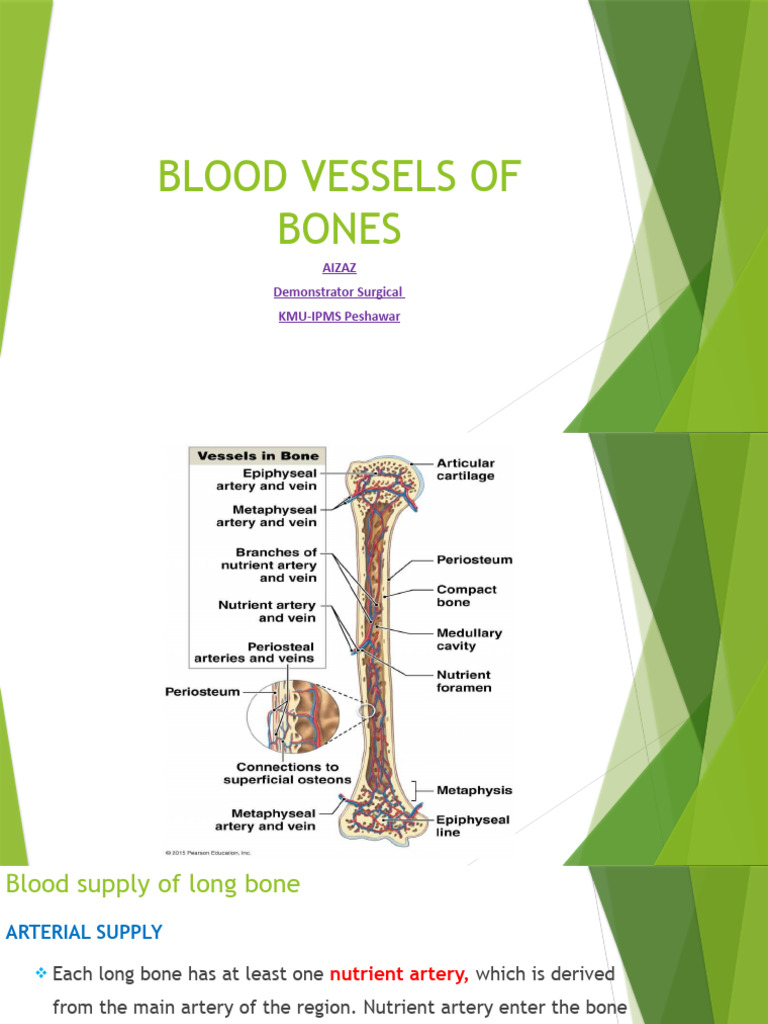 Blood Supply of Long and Short Bones | PDF | Vein | Bone