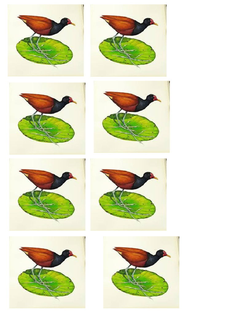 Jacana Abecedarii | PDF