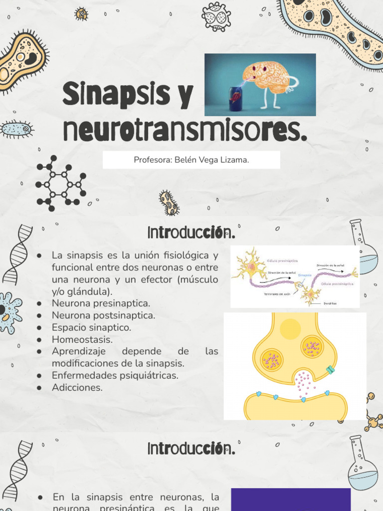 Sinapsis.-1 | Descargar gratis PDF | Sinapsis | Neurotransmisor