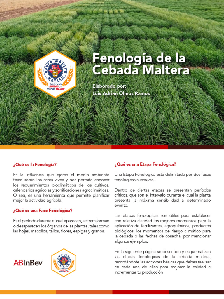 04 Fenología - de - La - Cebada - v3 | PDF | Cebada | Agricultura
