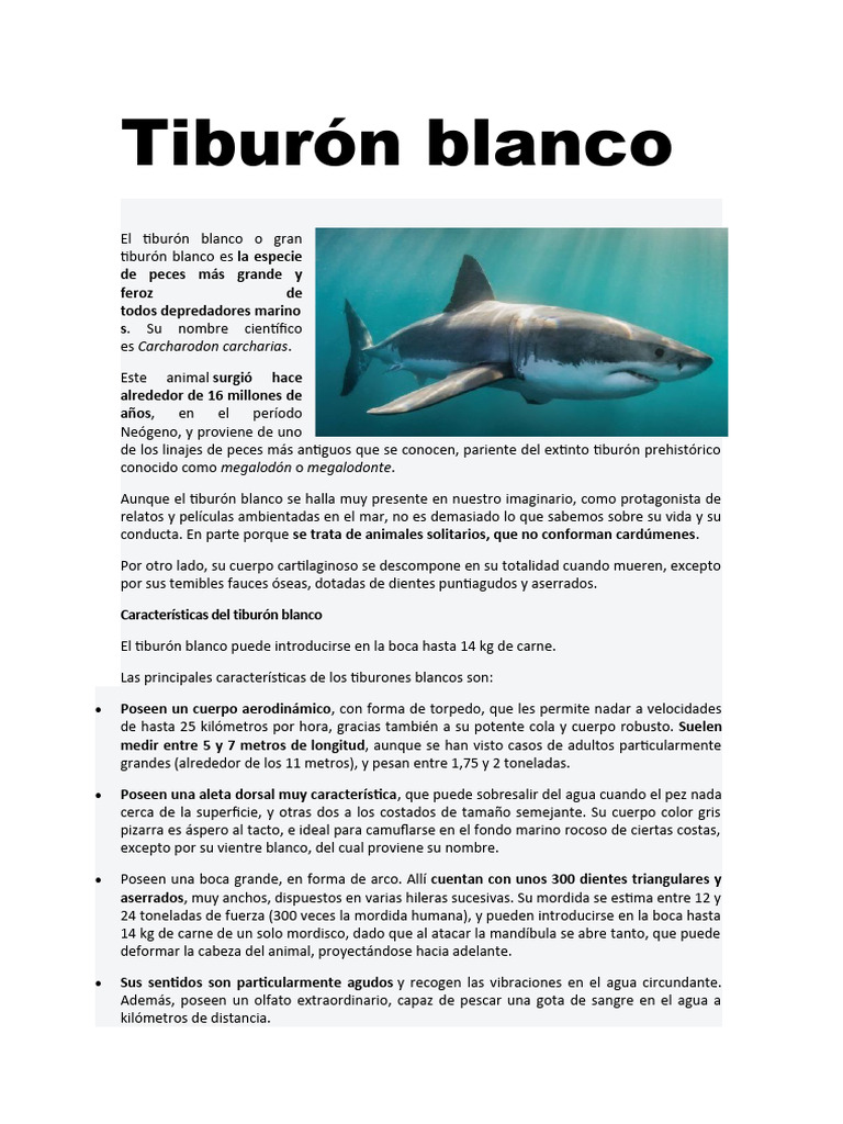Características del tiburón blanco | PDF | Gran tiburón blanco | Tiburones