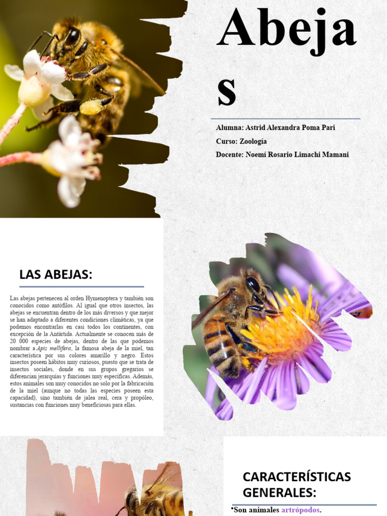 Abejas | PDF | Western Honey Bee | Abejas