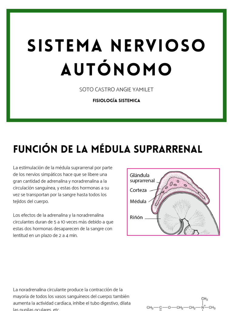 Sistema Nervioso Autónomo Pt 2 Pdf Norepinefrina Glándula Suprarrenal