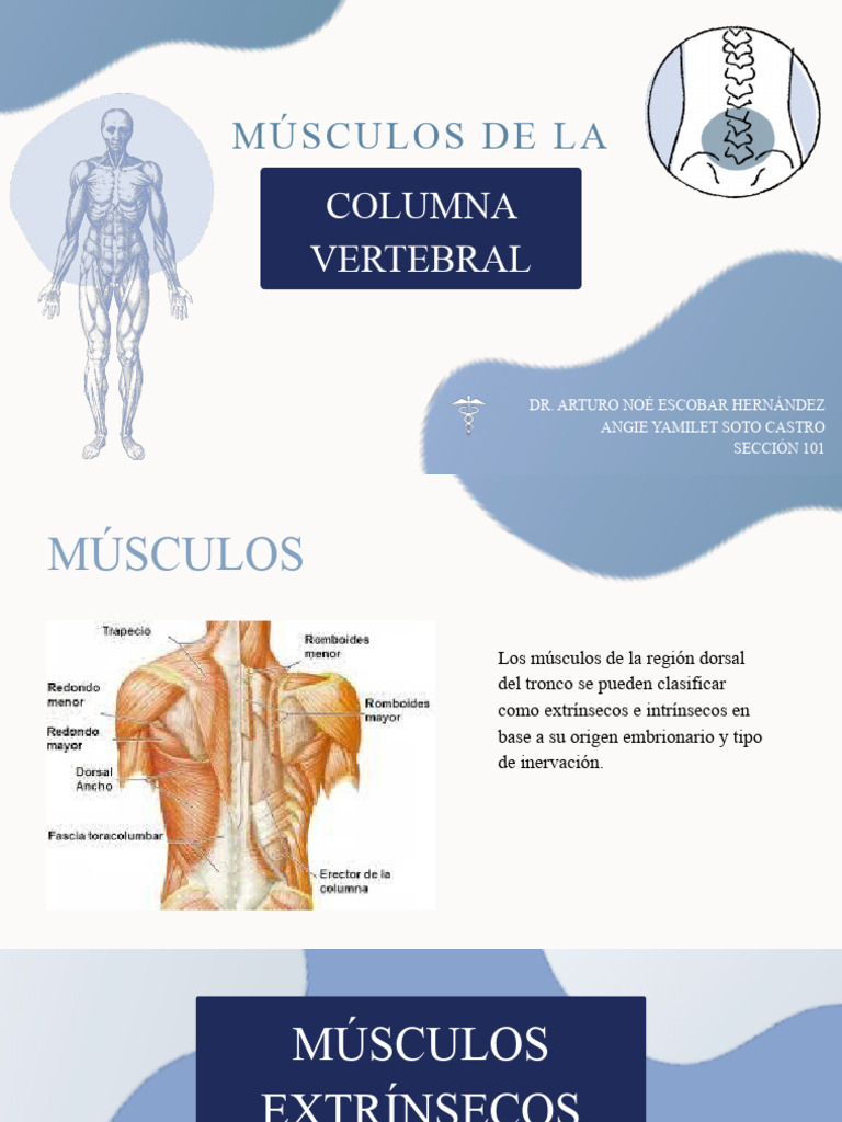 Músculos de la columna vertebral | Descargar gratis PDF | La columna ...
