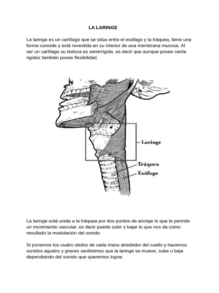Técnica Vocal 2 | PDF | Saxofón | Laringe