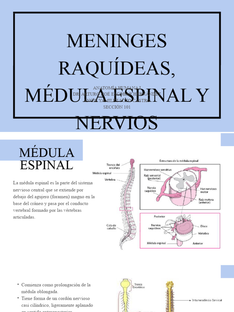 Meninges raquídeas, médula espinal y nervios raquídeos | Descargar ...