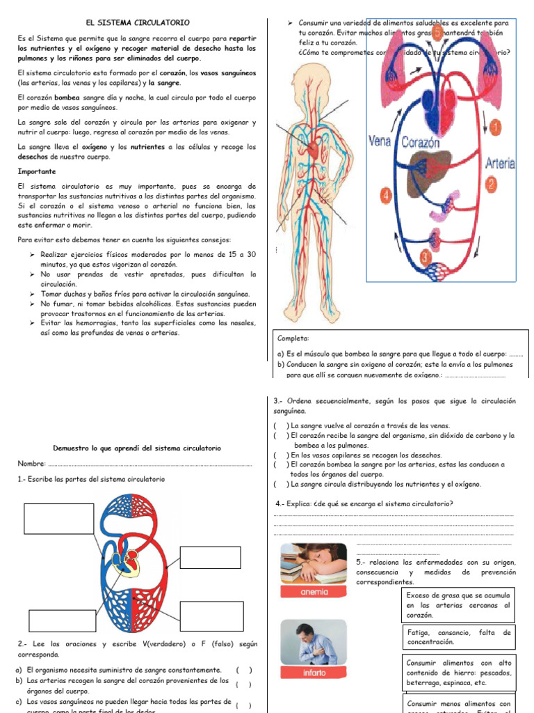 Anexo EL SISTEMA CIRCULATORIO | PDF | Sistema circulatorio | Vena