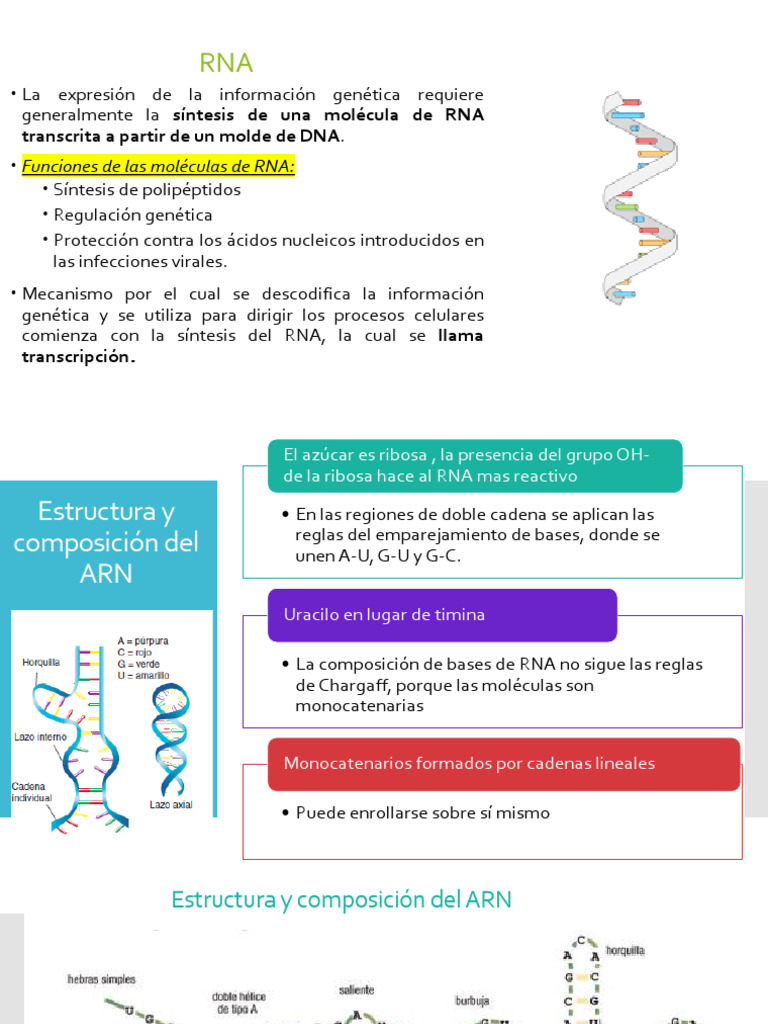 Acerca sobre el ARN | PDF | Rna | Messenger Rna