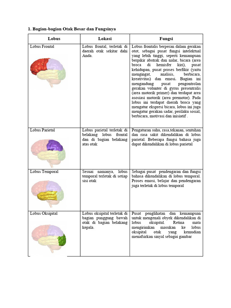 Fungsi dan Lokasi Lobus Otak Besar | PDF | Sains & Matematika