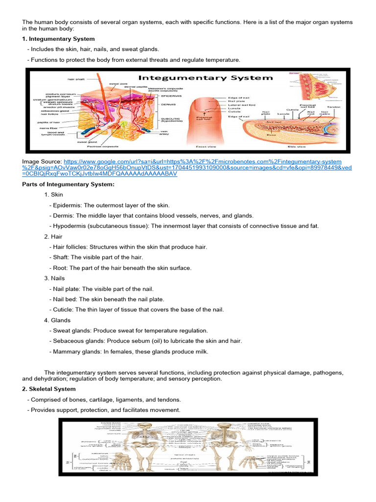 The Human Organ Systems | PDF | Lymphatic System | Respiratory Tract