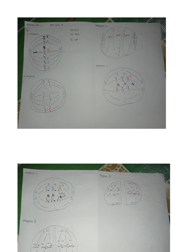 Cabardo - Cell Division | PDF