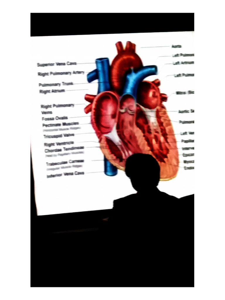Anatomy Ospe Semis 2 | PDF