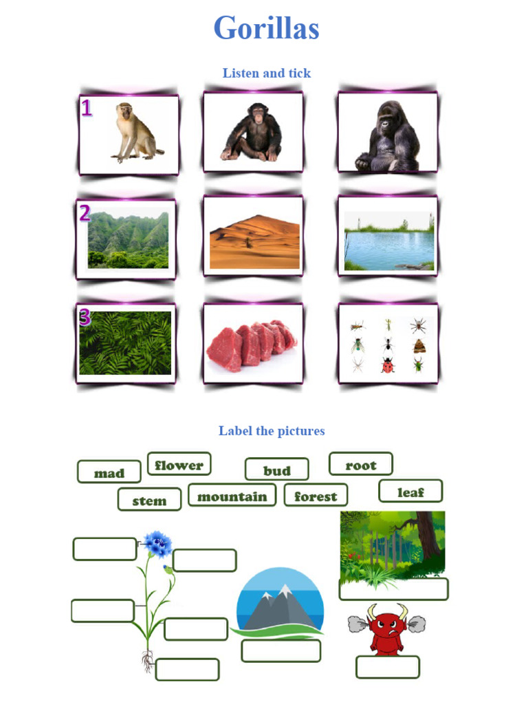 Text For Reading Gorilla | PDF