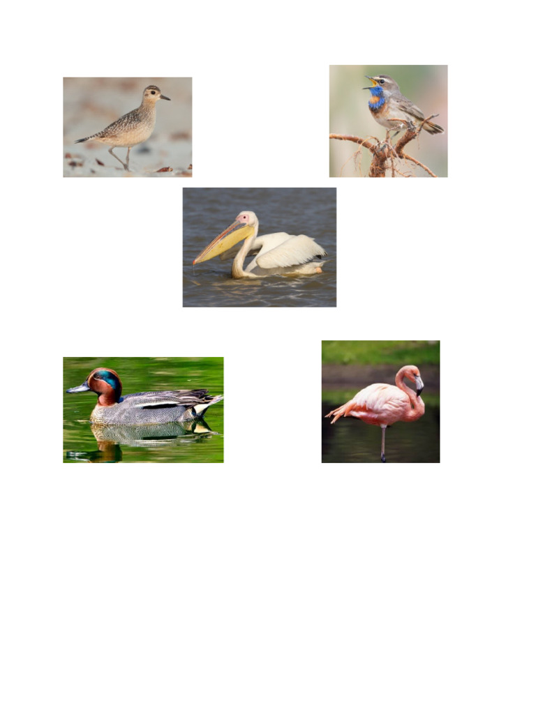 Birds | PDF