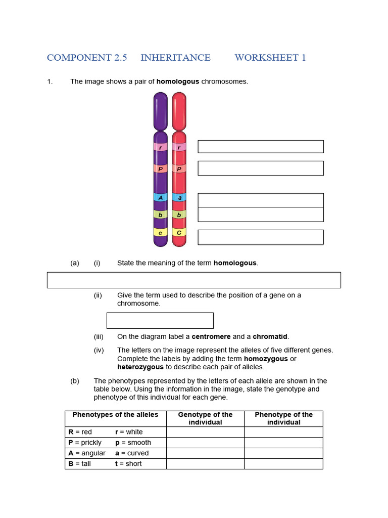 2.5 Inheritance Worksheet 1 | PDF | Allele | Dominance (Genetics)