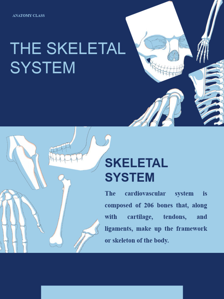 Skeletal System Group 5 | PDF | Skeleton | Osteoporosis