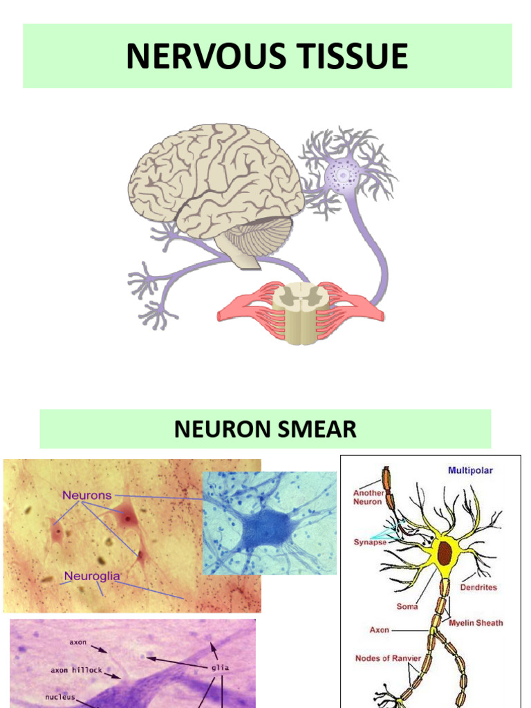 Nervous Tissue - Prac | PDF