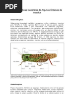 Principales Órdenes de Insectos | PDF | Insectos | Artropodología