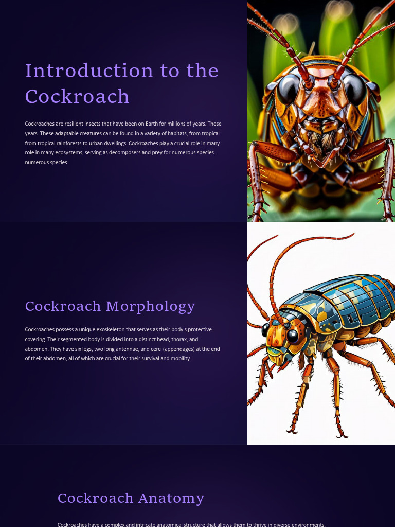 Introduction To The Cockroach | PDF | Insects | Excretion