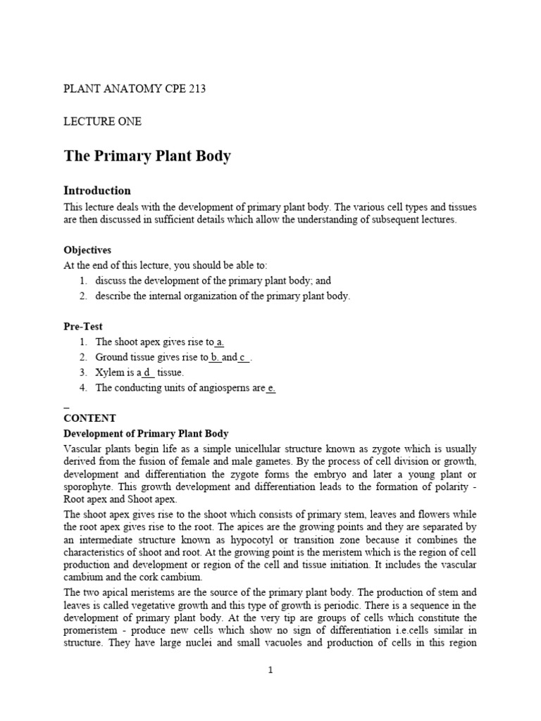 Primary Plant Body Development Overview | PDF | Tissue (Biology ...