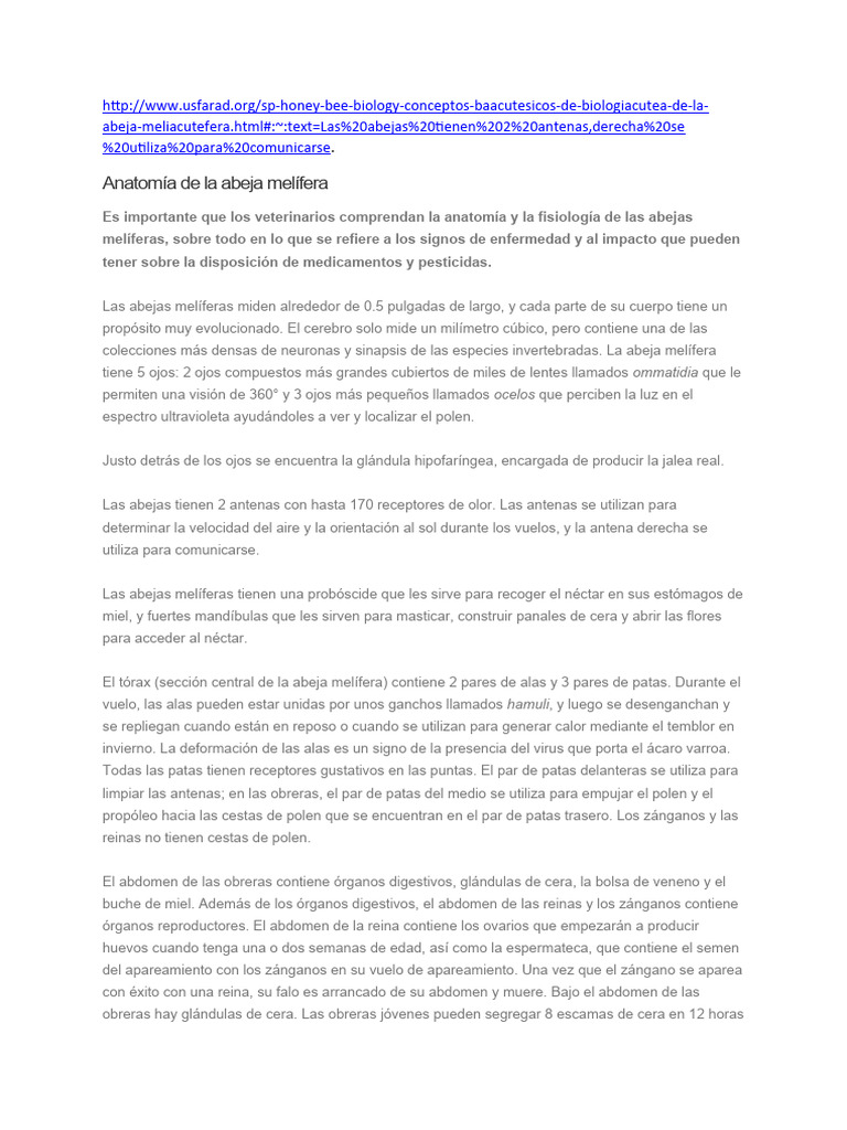 Abeja Pdf Abejas Miel