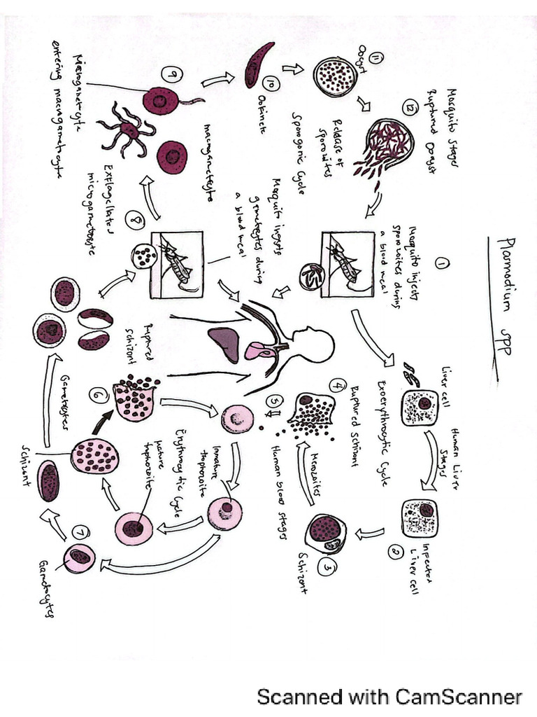Parasites’ Life Cycle | PDF