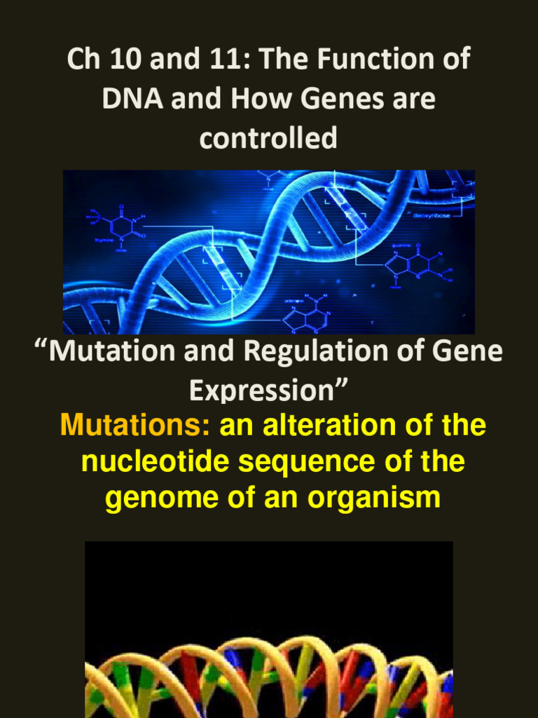 Class - 7 - Mutation Reg of Gene Exp - RC | PDF | Messenger Rna | Gene