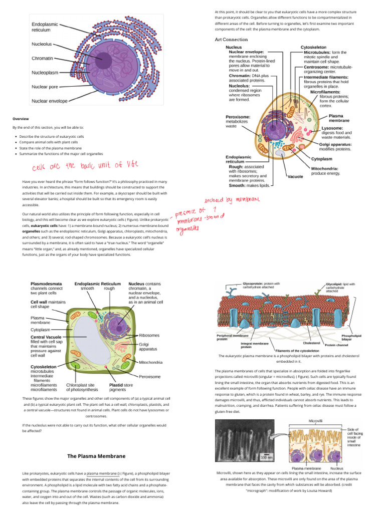 The Cell, Cell Structure, Eukaryotic Cells - OER Commons | PDF | Cell ...