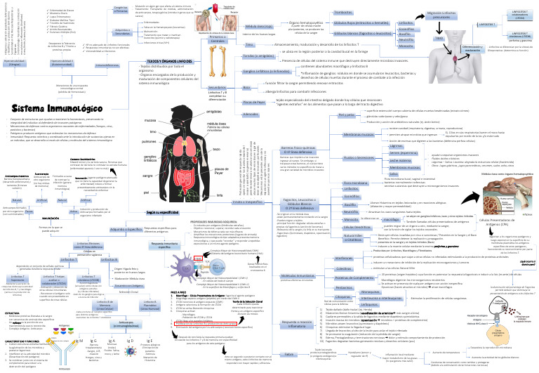 Infografía Sistema Inmune | PDF | Sistema inmune | Linfocitos