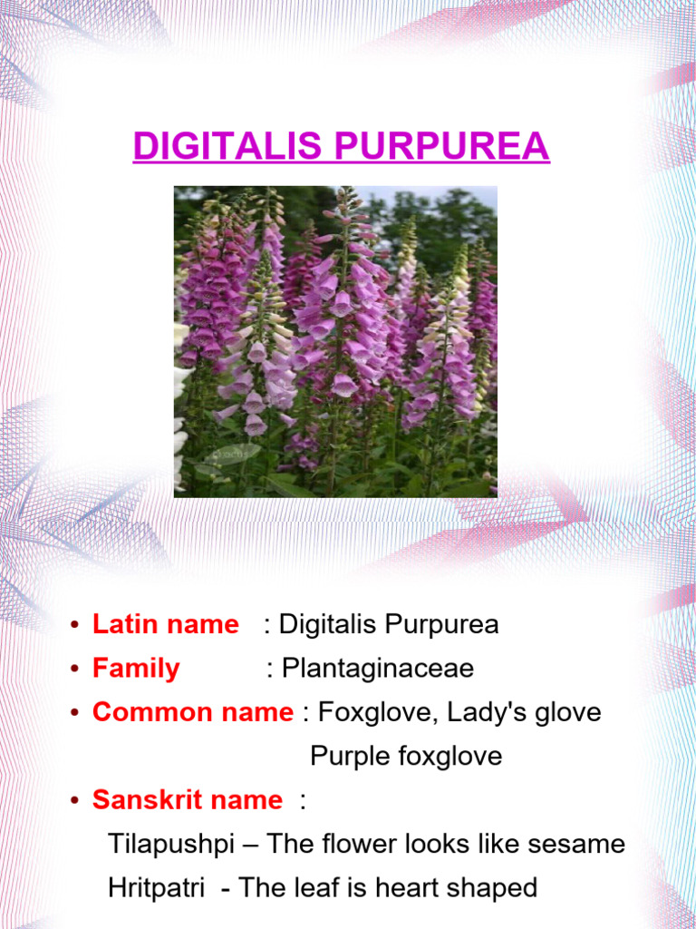 Digitalis | PDF | Heart | Cardiology