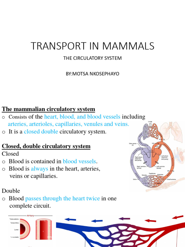 Transport in Mammals 2.0 | PDF | Artery | Vein