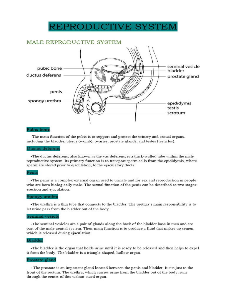 Reproductive System | PDF | Uterus | Pancreas