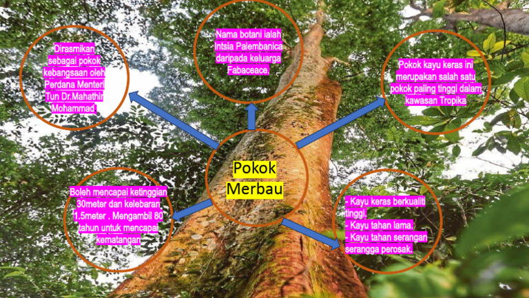 Pokok Merbau | PDF