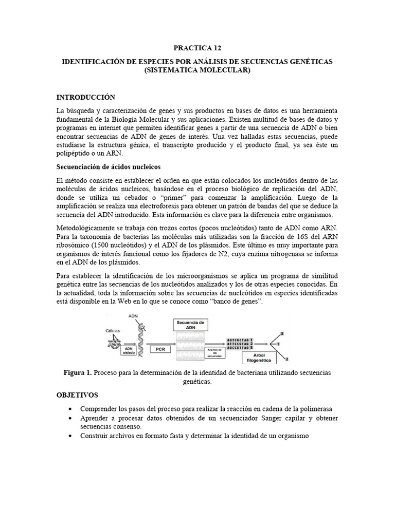 Practica 12 | PDF | Adn | Rna