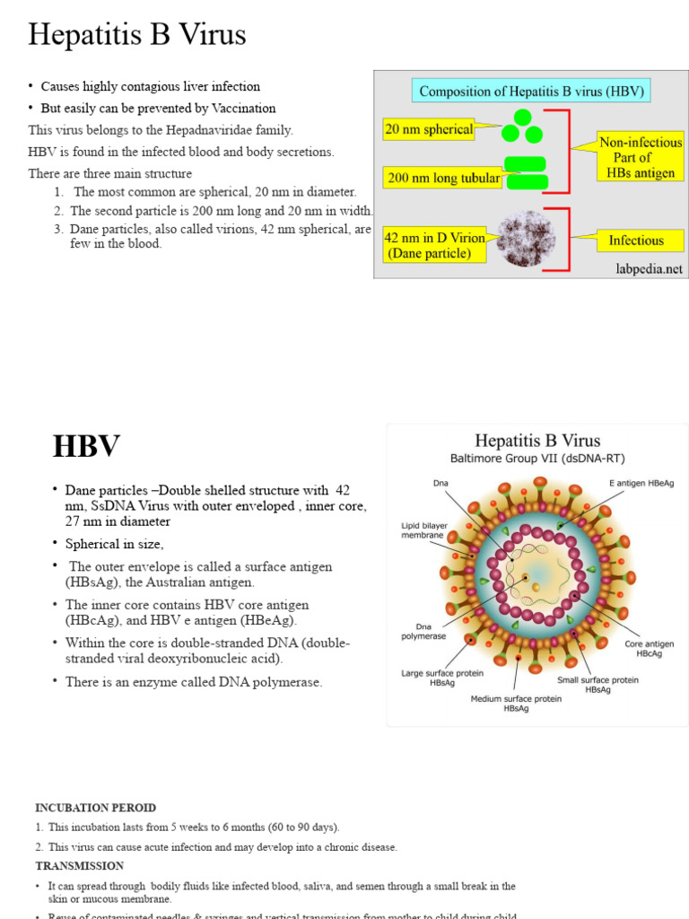 Hepatitis B | PDF | Hepatitis B | Hepatitis