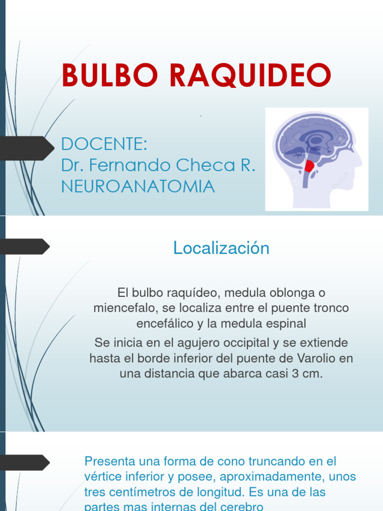 Bulbo Raquideo | PDF | Anatomía humana | Neurociencia