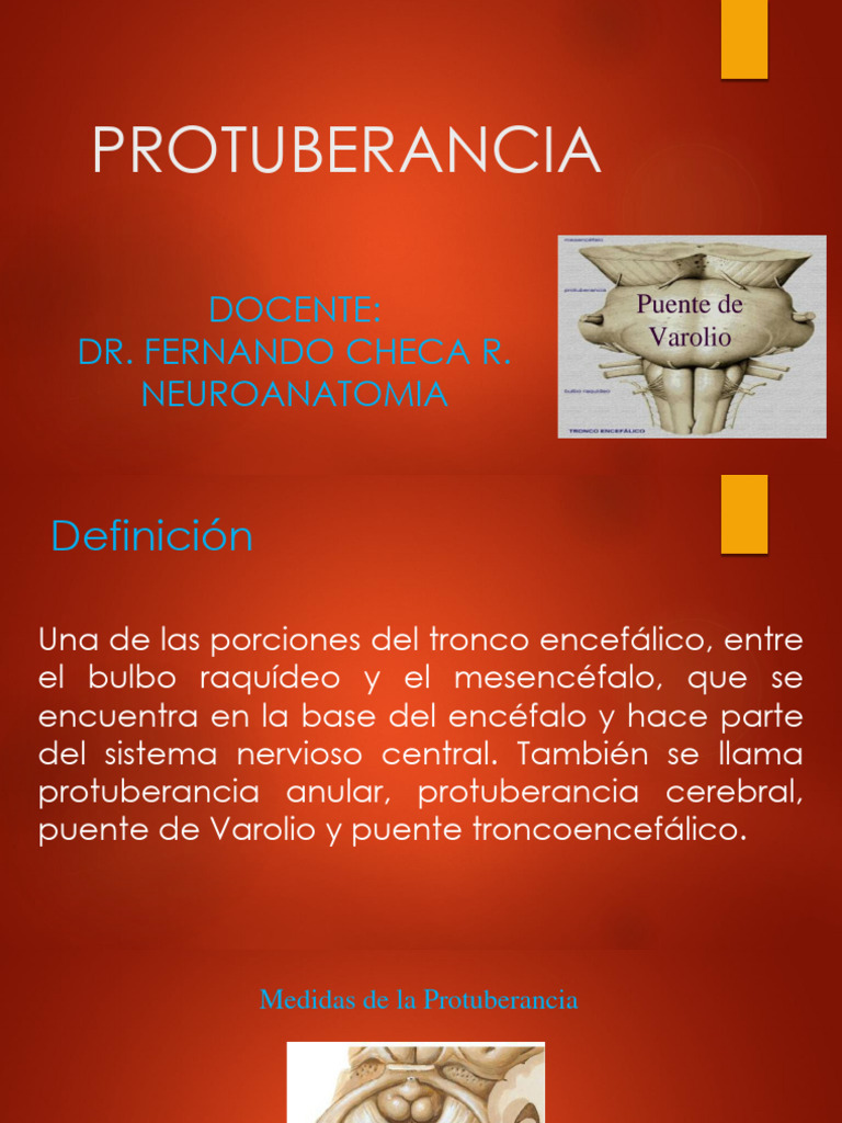 PROTUBERANCIA | PDF | Tronco encefálico | Neurociencia