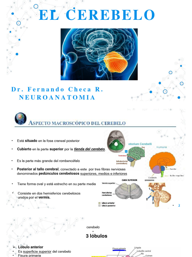 CEREBELO | PDF | Cerebelo | Cerebro