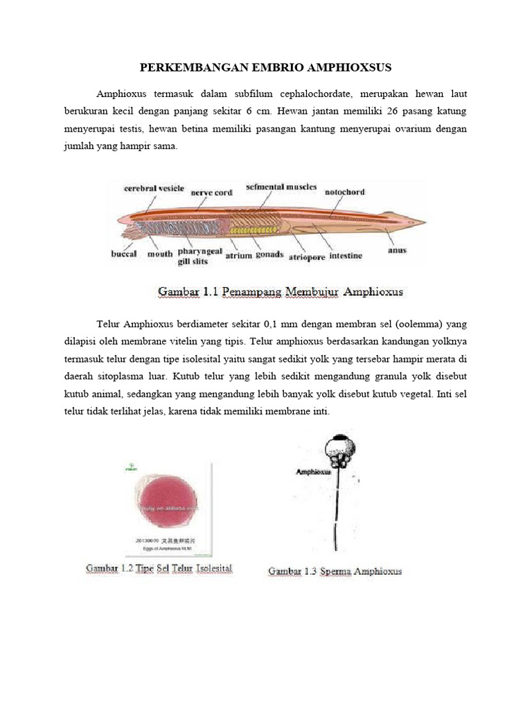 Perkembangan Embrio Amphioxsussss | PDF | Kajian Bahasa Asing ...