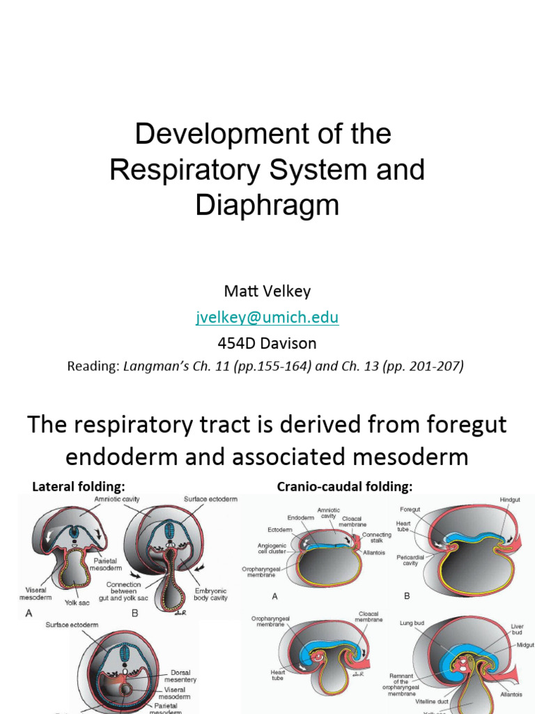 Embryology05 DiaphragmLung | PDF | Lung | Respiratory Tract