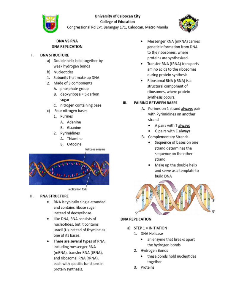 DNA & RNA Basics for Education Students | PDF | Rna | Dna Replication