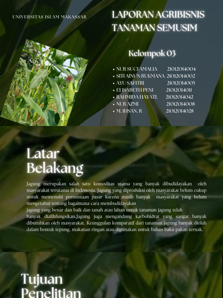 Tanaman Semusim Kelompok 03 | PDF