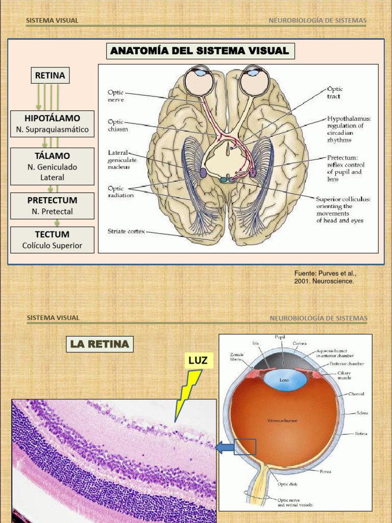 TEMA 5 - Material Complementario Anatomia SIST VISUAL | PDF | Sistema visual | Percepción visual