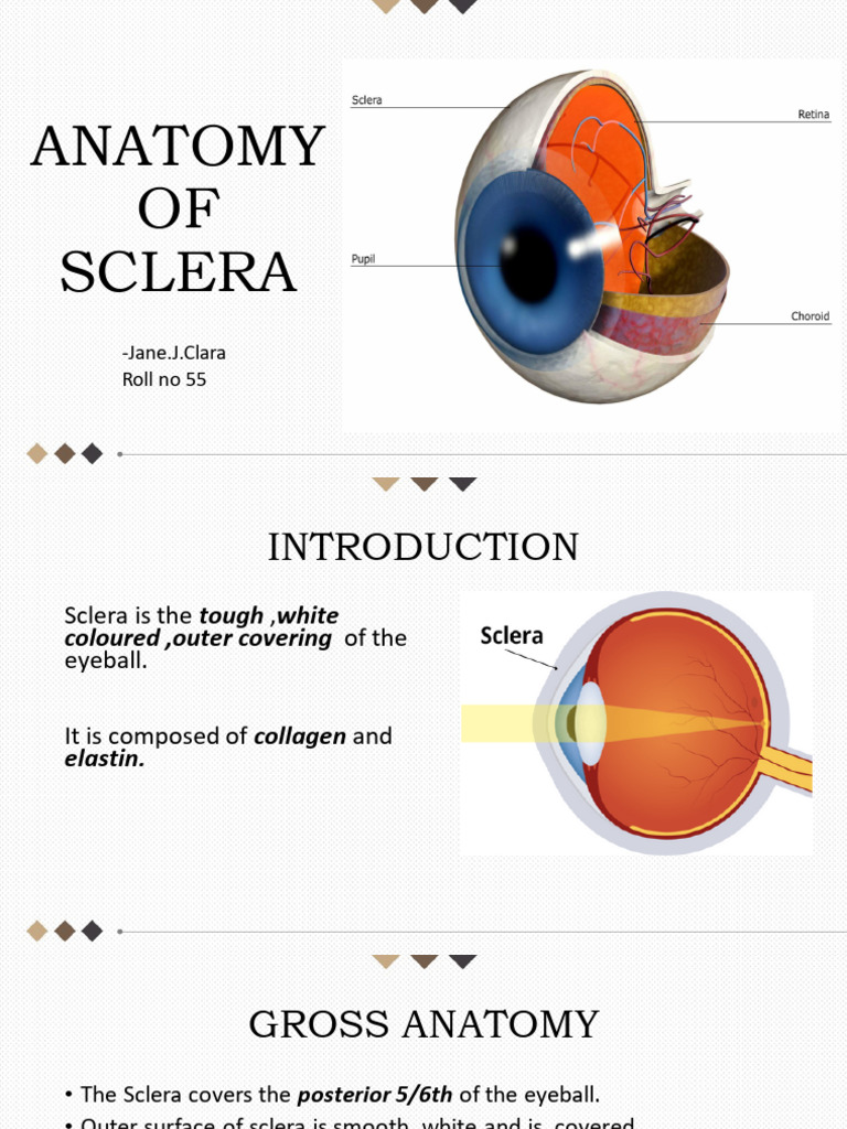 ANATOMY OF SCLERA | Download Free PDF | Human Eye | Artery