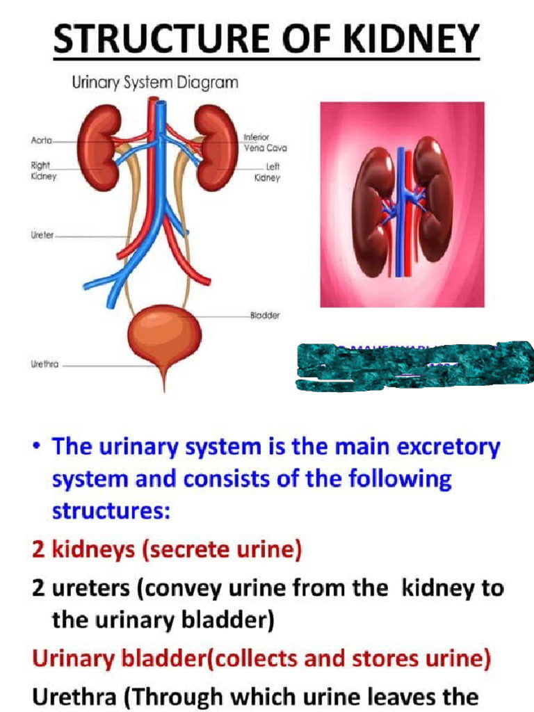 The Structure of Kidney | PDF | Wellness