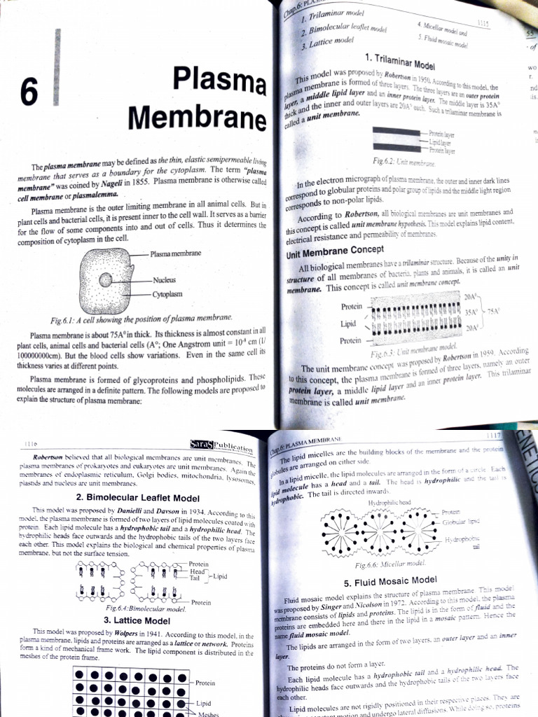 Plasma Membrane English | PDF | Cell Membrane | Lipid Bilayer