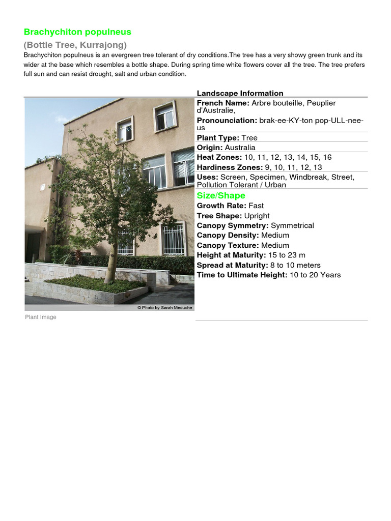 Plant | PDF | Trees | Leaf