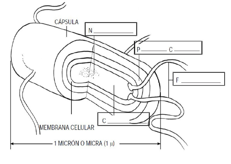 Partes De La Bacteria Pdf